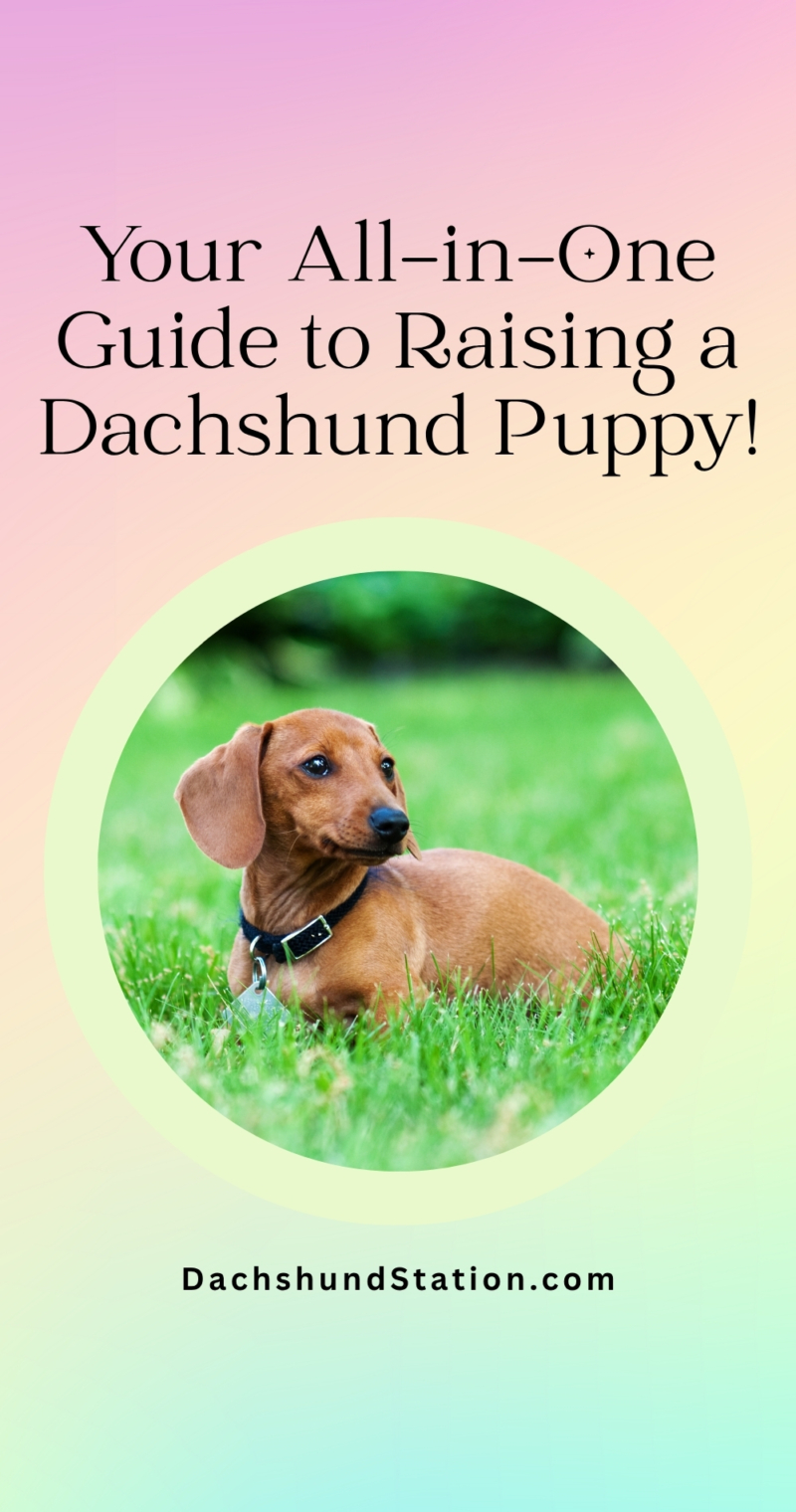 Complete Dachshund Puppy Guide: 10 Tips For New Puppy Parents ...
