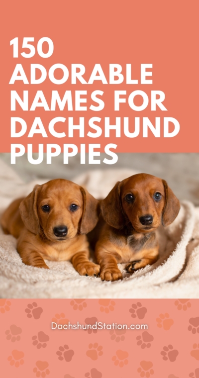 Best Dachshund Names Of 2026 *NEW* - Dachshund Station