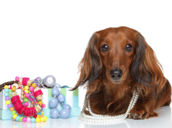 Top Unique Dachshund Gifts- Dachshund Station