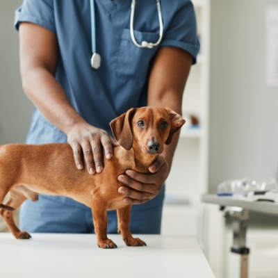 How To Help Prevent IVDD In Dachshunds: 7 Essential Tips- Dachshund Station