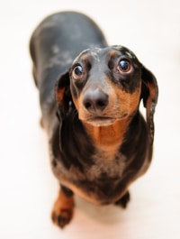 Successful Therapy For Dachshunds With IVDD - Dachshund Station