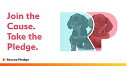 Top 6 Dachshund Coats | Perfect Fit - Dachshund Station
