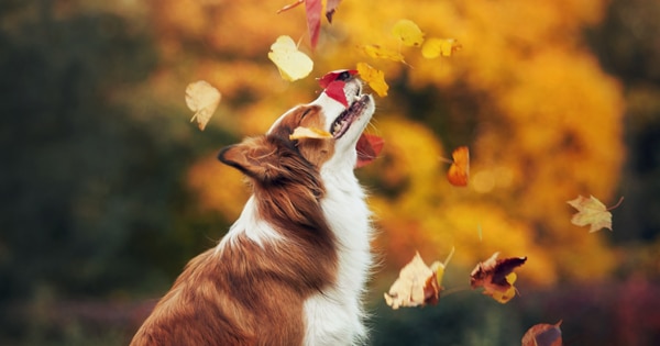 Top Fall Activities For Dogs: Fun Ideas For Your Dog's Bucket List