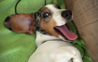 Home - Dachshund Station