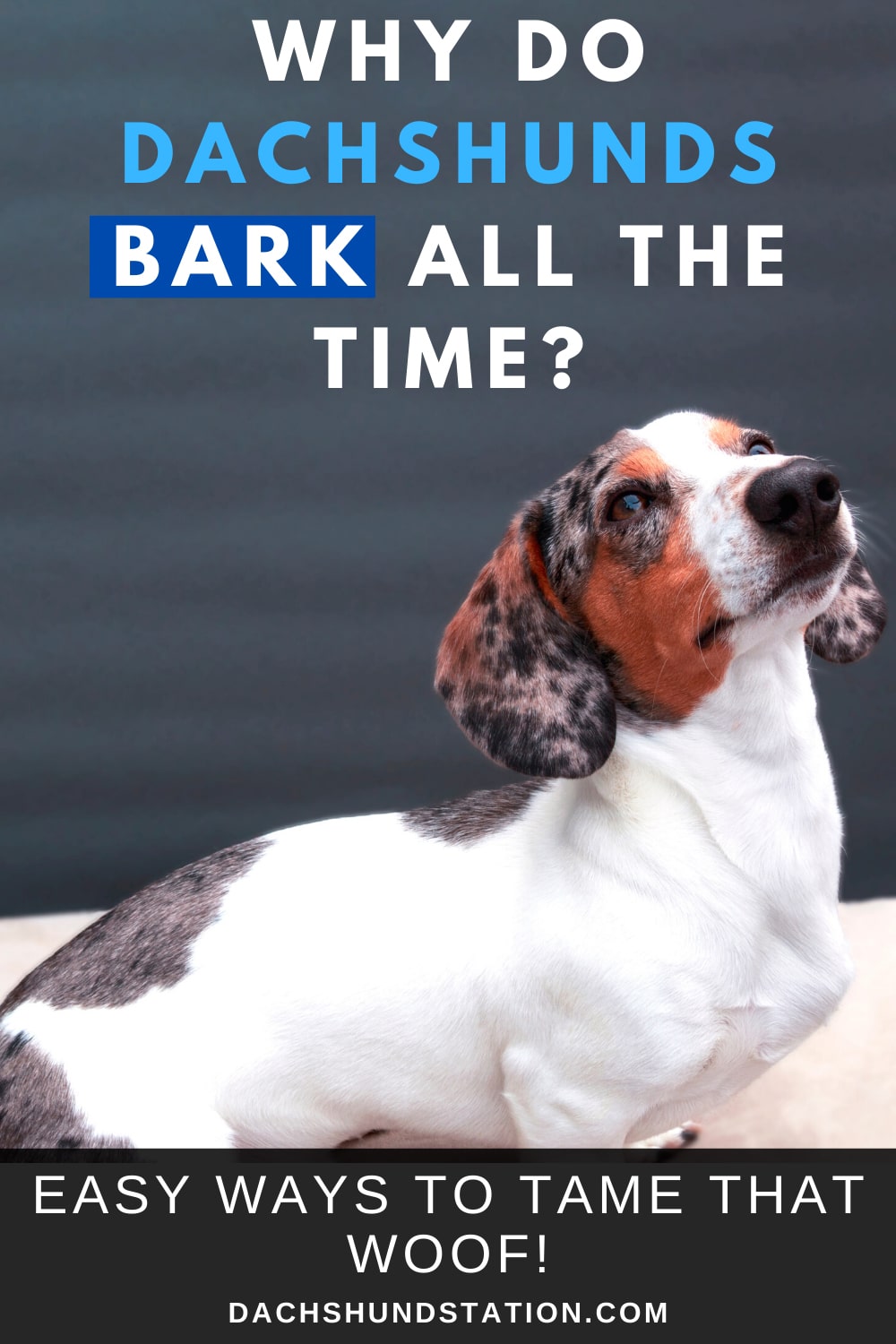 How To Stop Dachshund Behavior Problems- Dachshund Station