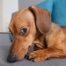 How To Stop Dachshund Behavior Problems- Dachshund Station