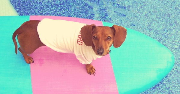 Fun Ways To Cool Your Dachshund Down This Summer Dachshund Station