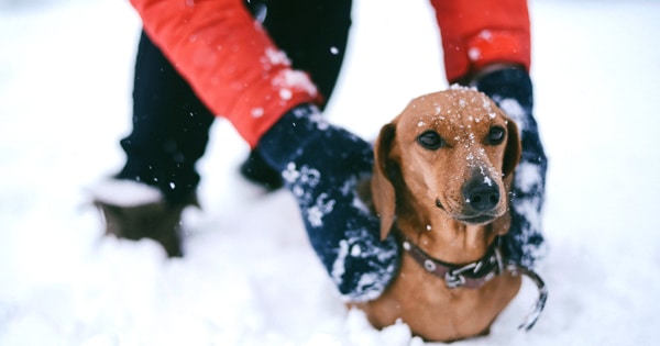 Simple Ways To Protect Your Dachshund In Cold Weather - Dachshund Station