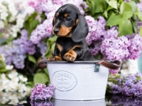 Unique Female Dachshund Names