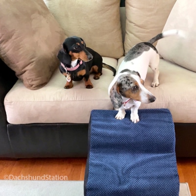 Best Dachshund Ramps For Bed, Sofa, Car - Complete Guide - Dachshund ...