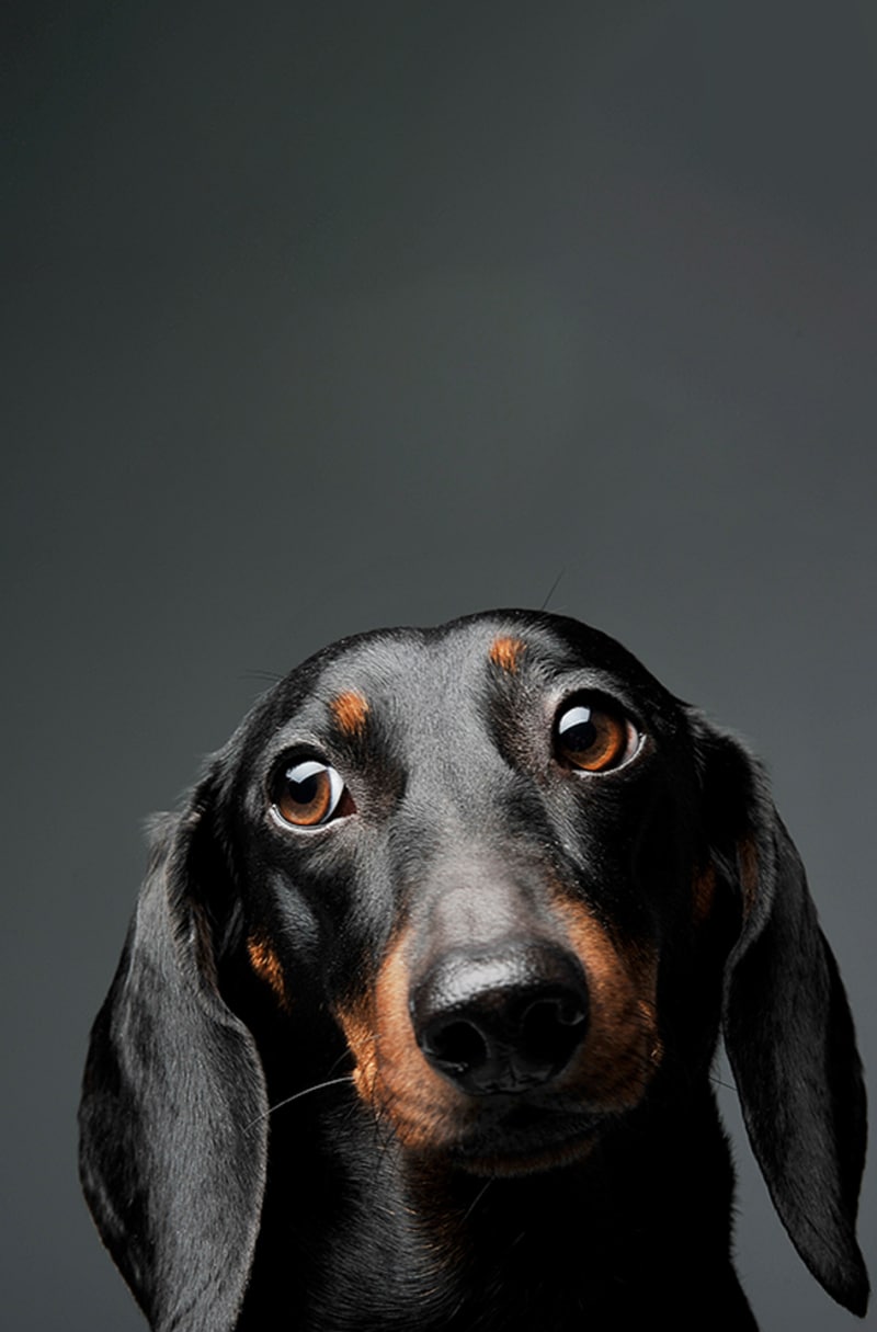 Simple Dachshund Training Guides - Dachshund Station