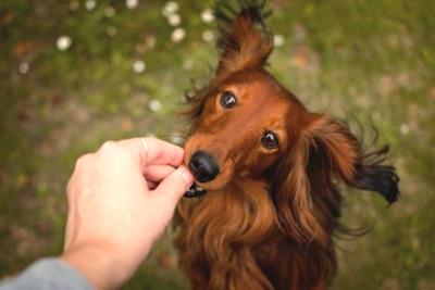 Tricks To Stop Your Dachshund From Eating Poop! - Dachshund Station