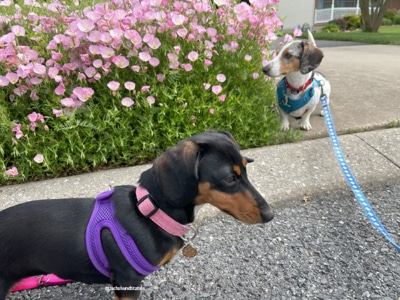 Tricks To Stop Your Dachshund From Eating Poop! - Dachshund Station