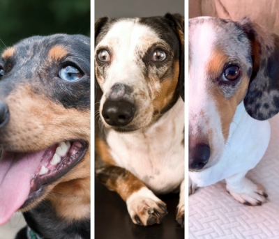 Decoding The Double Dapple Dachshund Coat Pattern