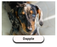 Decoding The Double Dapple Dachshund Coat Pattern