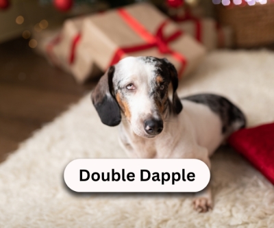 Decoding The Double Dapple Dachshund Coat Pattern